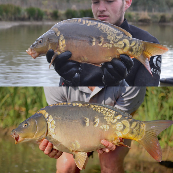 Stock progress at BP Milling - B P Milling Ltd