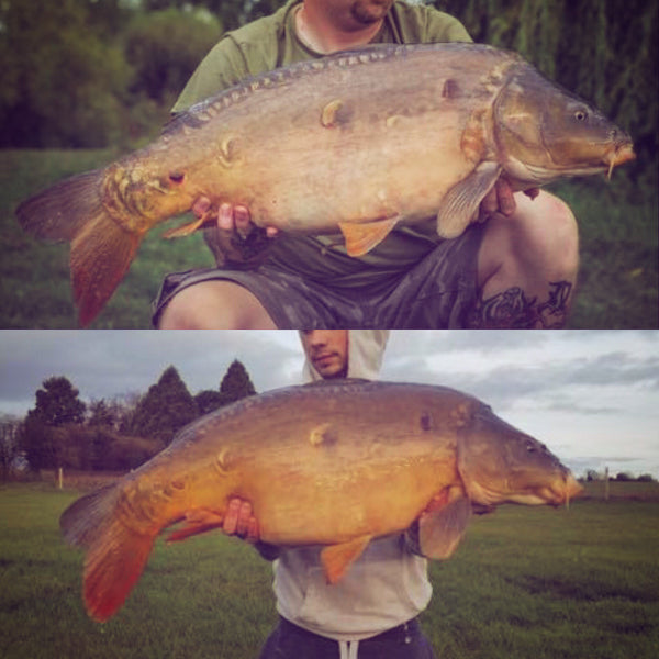 Ratfyn and Watergate Farm Fisheries carp - B P Milling Ltd