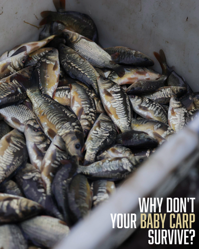 Why Don't Your Baby Carp Survive? - B P Milling Ltd